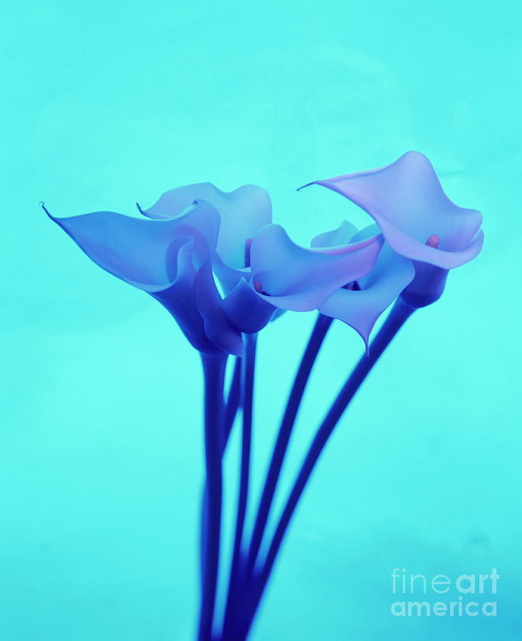 Lilies by Catherine Lewis / Science Photo Library