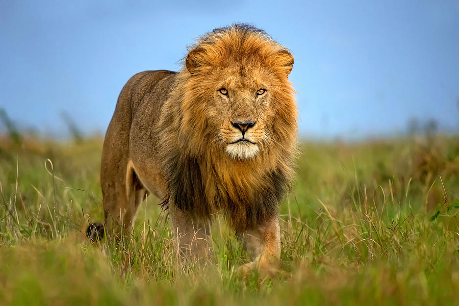 Lion Patrol by Xavier Ortega