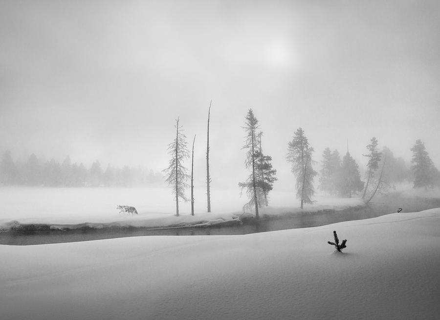 Morning Walk by Shenshen Dou
