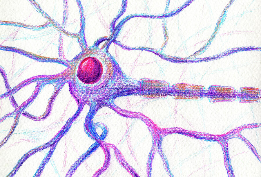 Motor Neuron Brain Cell by Kateryna Kon / Science Photo Library
