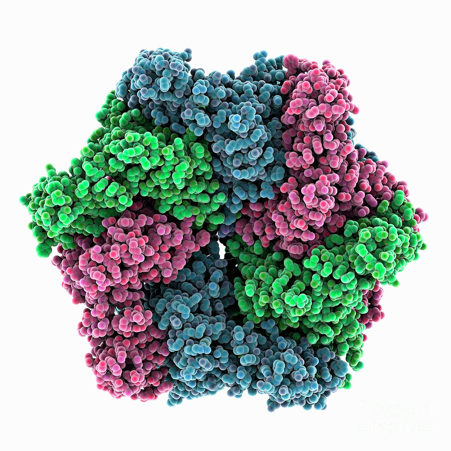 Mycobacterium Tuberculosis Clpc1 Hexamer by Laguna Design / Science ...