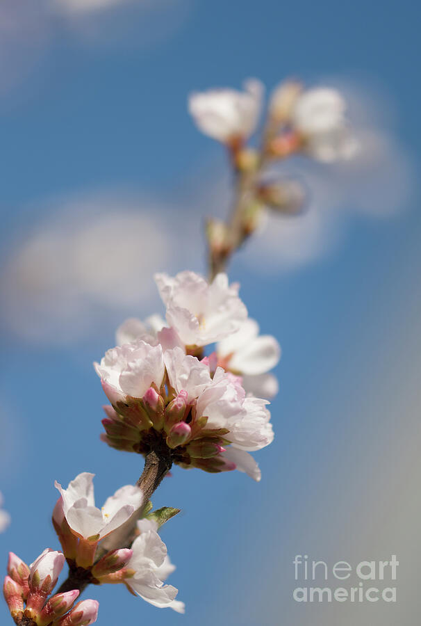 Nanking Cherry (prunus Tomentosa) Blossom by Maria Mosolova / Science ...