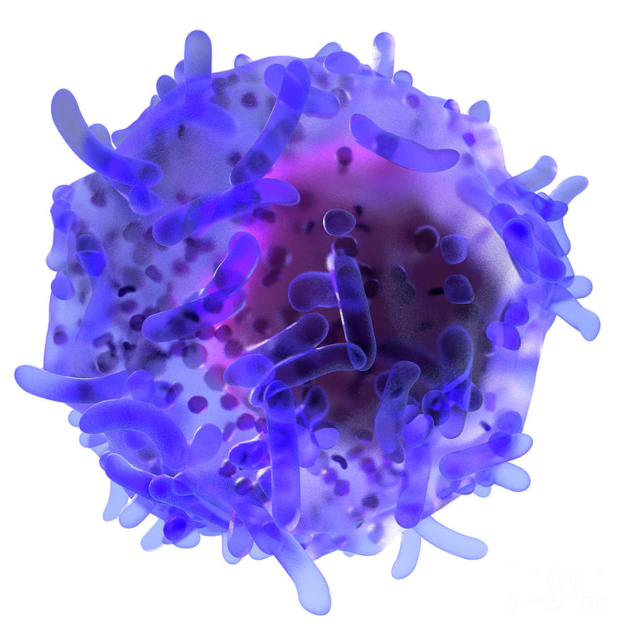 Natural Killer Cell by Biolution Gmbh / Science Photo Library