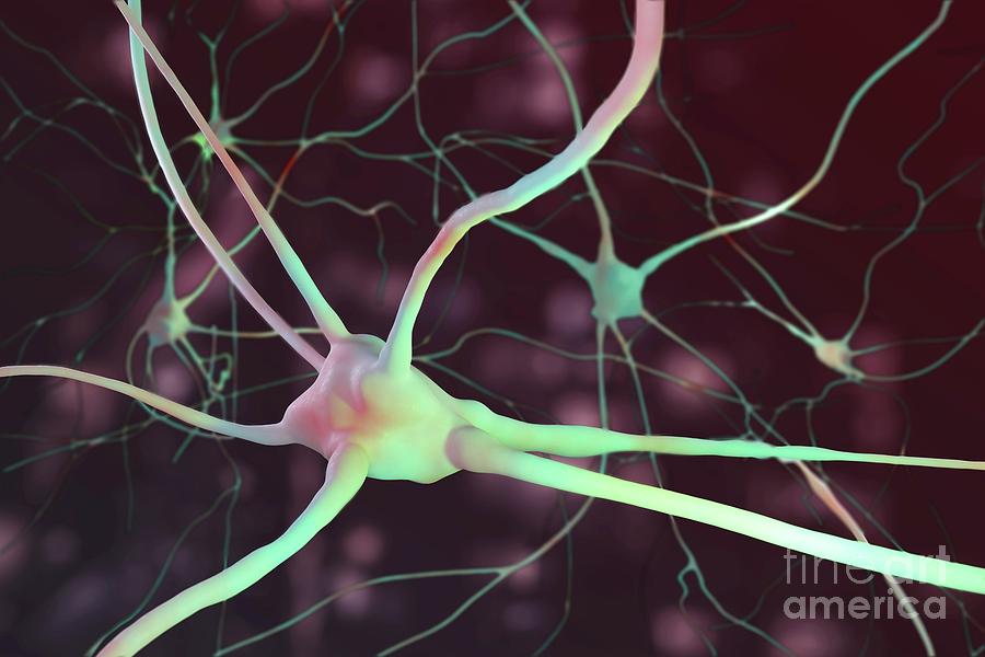 Neurons by Steven Mcdowell / Science Photo Library