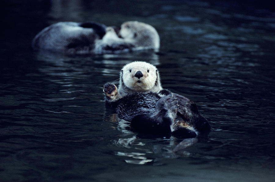 Northern Sea Otters Enhydra Lutris by Art Wolfe