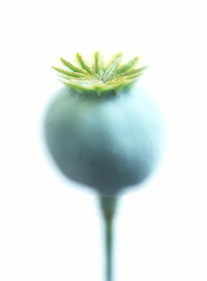 Opium Poppy Seed Head Papaver by Rosemary Calvert