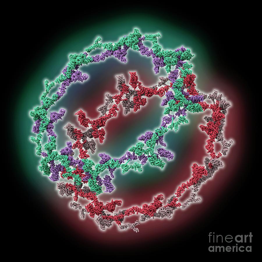 Outer Rings Of The Human Nuclear Pore by Laguna Design / Science Photo ...