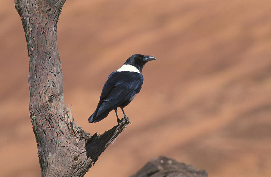 Pied Crow, Namibia by David Hosking