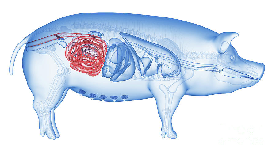 Pig Colon by 3Dmedisphere / Science Photo Library