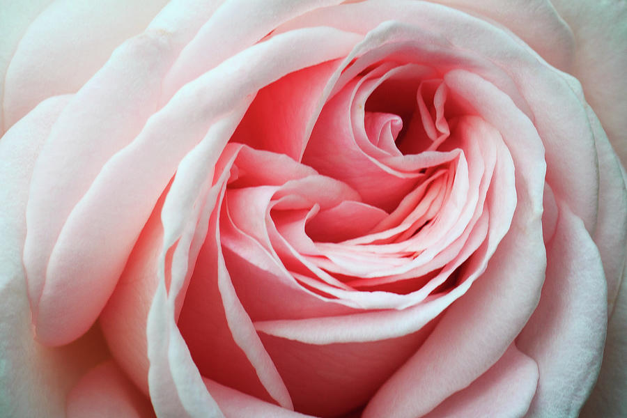 Pink Rose Flower - Token Of Love by Saibal