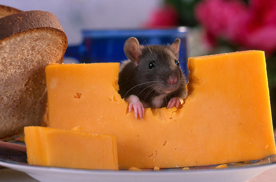 Rat Eating Cheese by Alan & Sandy Carey / Science Source