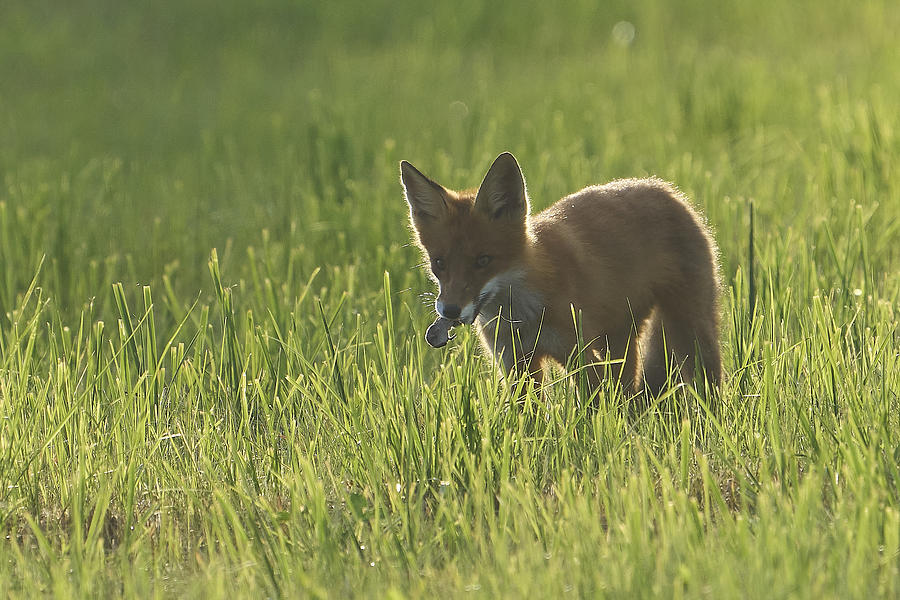 Red Fox With Your Catch. by Mati Puum