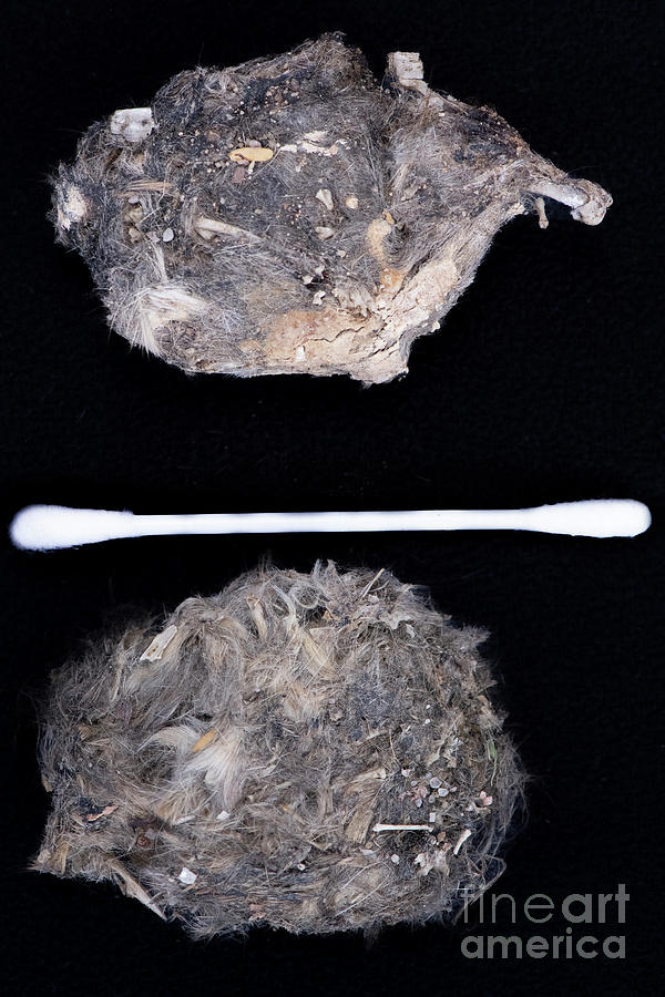 Regurgitated Barn Owl Pellet by Tony Camacho / Science Photo Library