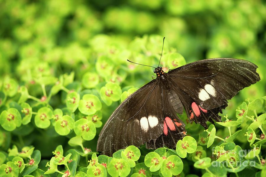 Ruby-spotted Swallowtail Butterfly by Maria Mosolova / Science Photo ...