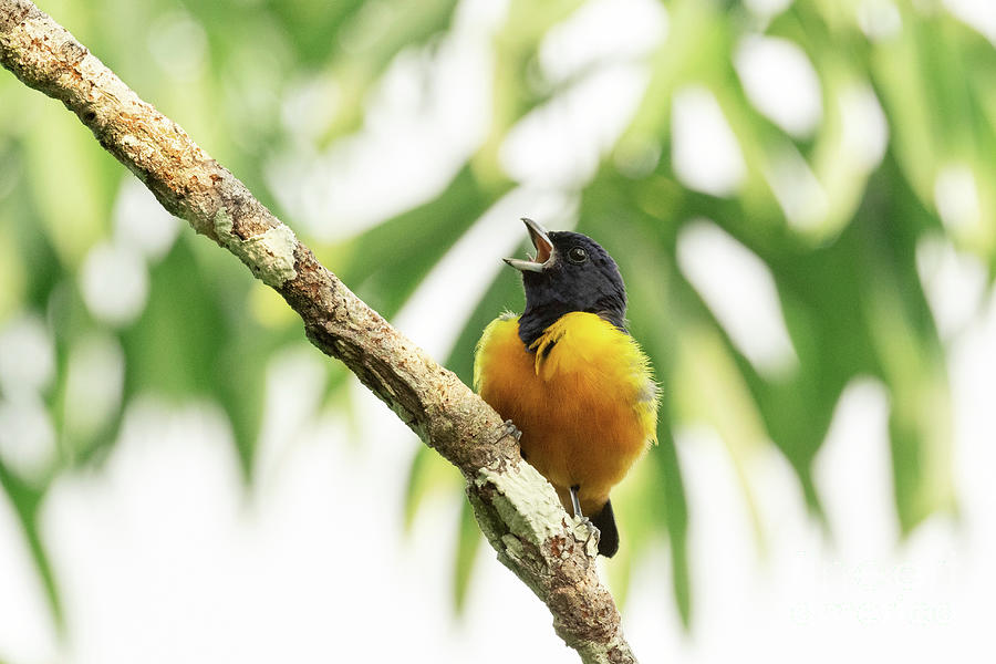 Rufous-bellied Euphonia by Dr P. Marazzi / Science Photo Library