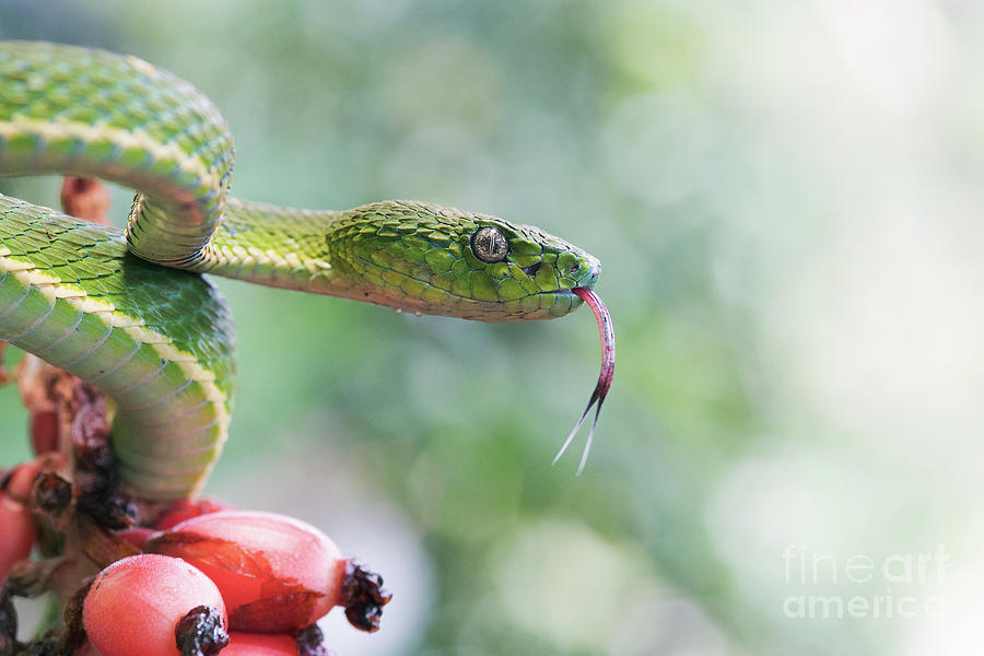 Side-striped Palm Pit Viper by Dr P. Marazzi / Science Photo Library