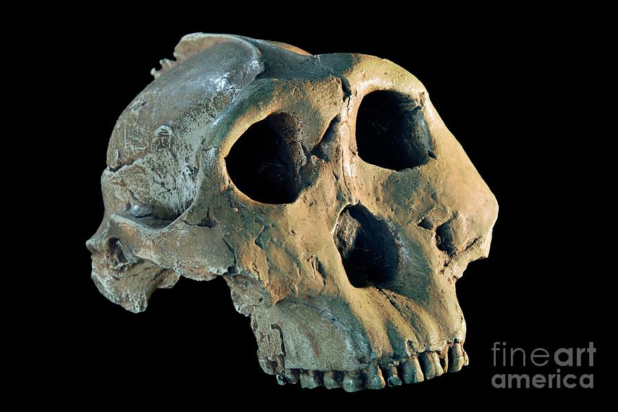 Skull Cast Of A Paranthropus Boisei (australopithecus Boisei by Patrick ...