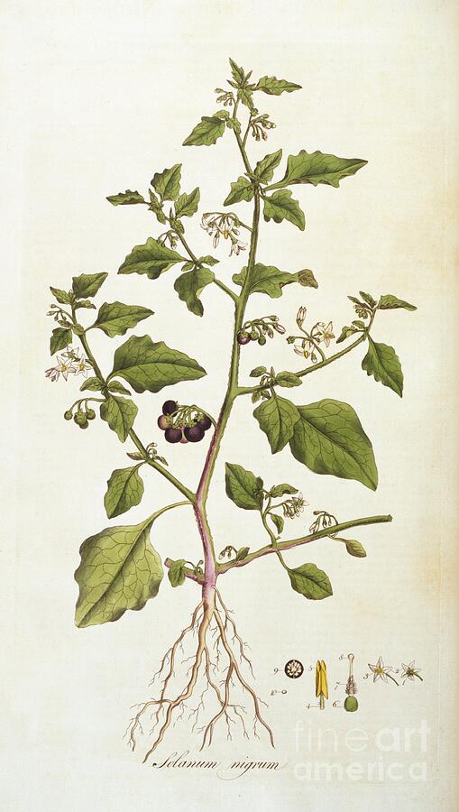 Solanum Nigrum Nightshade, Illustration From Flora Londiniensis Flowers ...