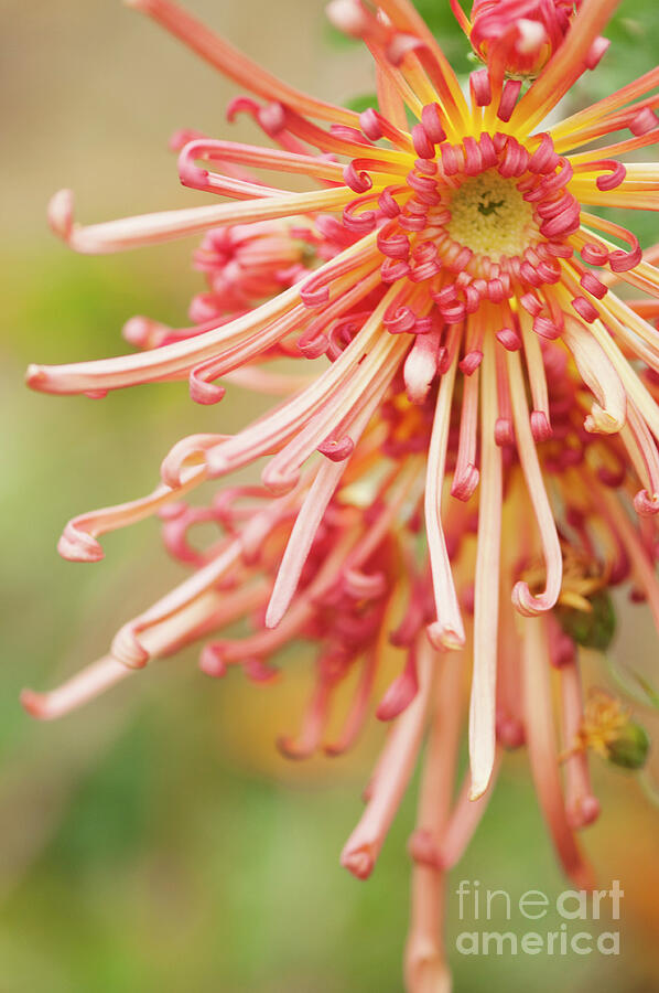 Spider Mum (chrysanthemum 'coral Reef') Flowers by Maria Mosolova ...