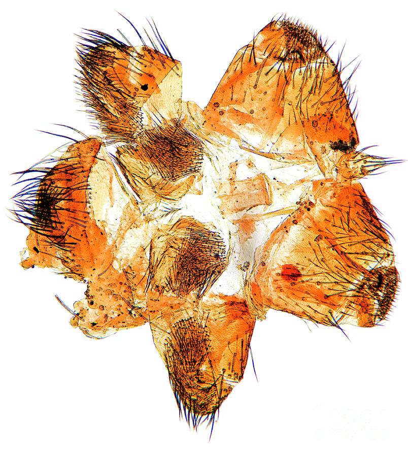 Spider Spinnerets by Dr Keith Wheeler / Science Photo Library