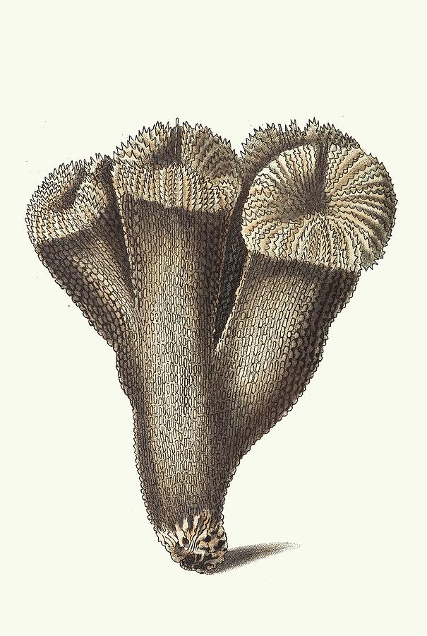 Thistle Madrepore By George Shaw