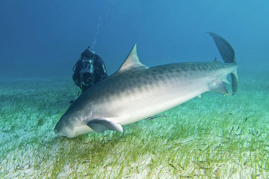 Tiger Shark And Diver by Clay Coleman / Science Photo Library