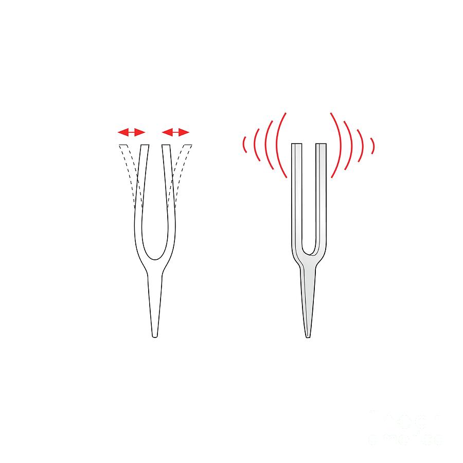 Tuning Fork Vibrations And Sound Waves by Science Photo Library