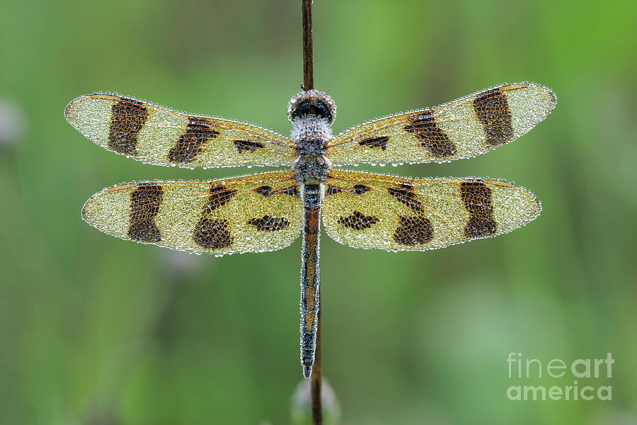 Twelve-spot Skimmer Dragonfly by Manuel Presti / Science Photo Library