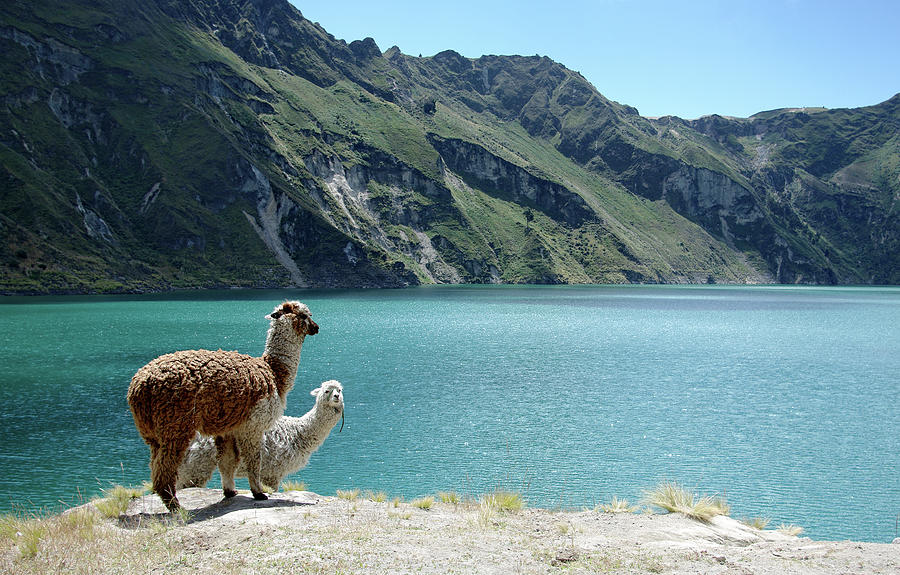 Two Alpacas At Laguna Quilotoa by Photography By Jessie Reeder