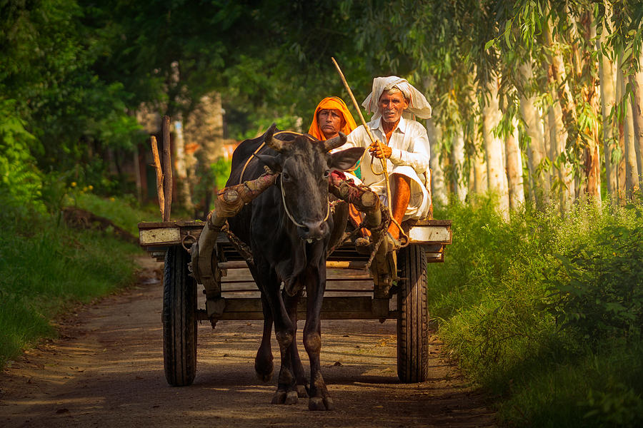 Village Life by Sandeep Mathur