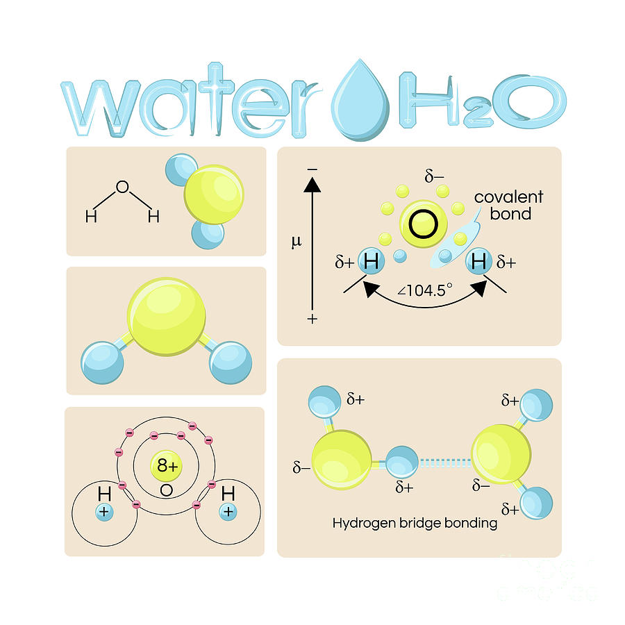 Water Molecule Structure by Inna Bigun / Science Photo Library