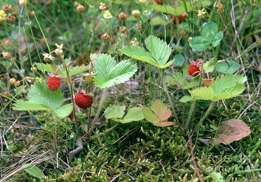 Wild Strawberry (fragaria Vesca) by Vaughan Fleming / Science Photo Library