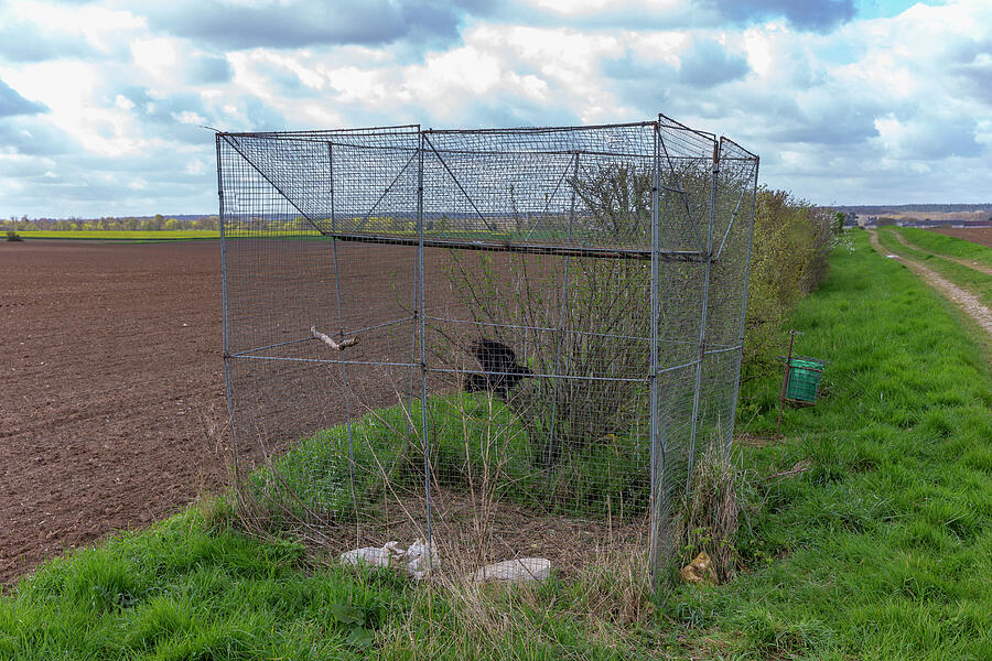 Wire Mesh Cage Trap To Capture Crows And Other Corvids In Photograph by ...