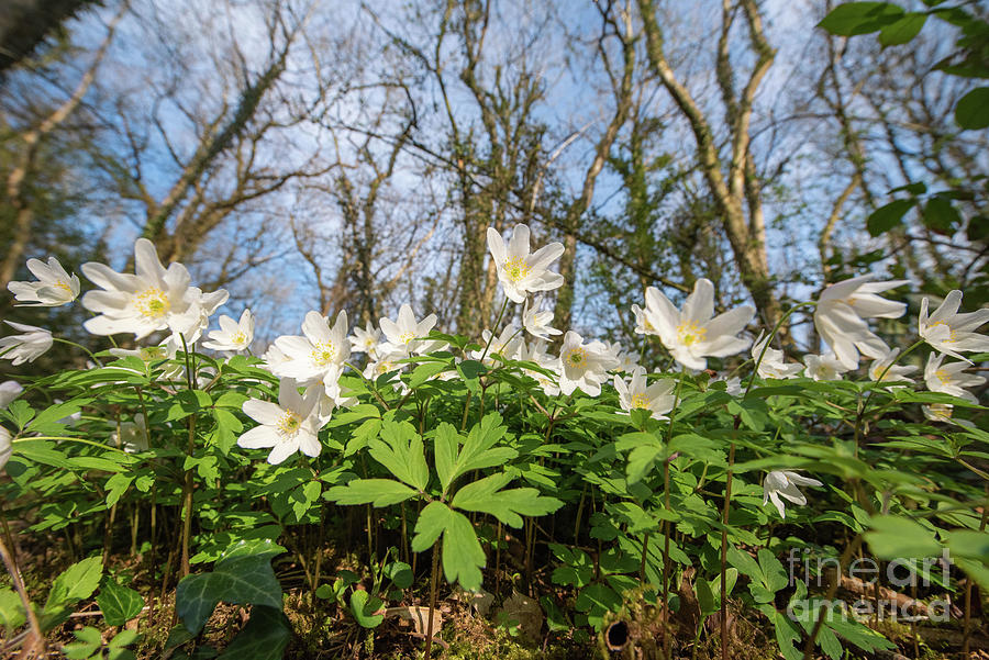 Wood Anemone (anemone Nemorosa) by Andy Davies / Science Photo Library