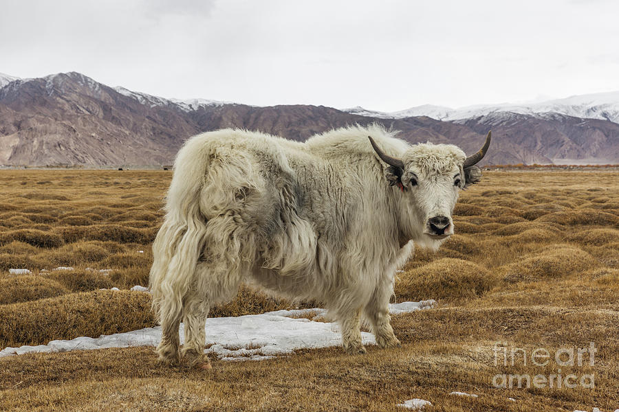 Yak Grazing In High Altitude by Xia Yuan