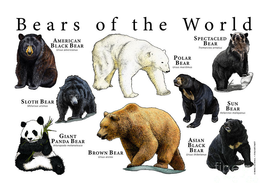 Types Of Bears Chart