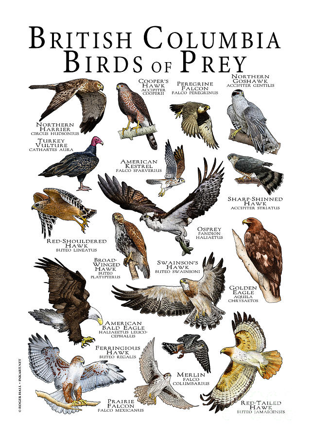 British Columbia Birds of Prey by Roger Hall