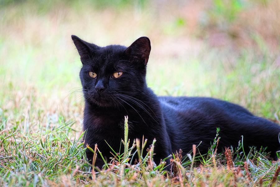 Cat Lounging Around by Paul Hazelwood - Royalty Free and Rights Managed ...