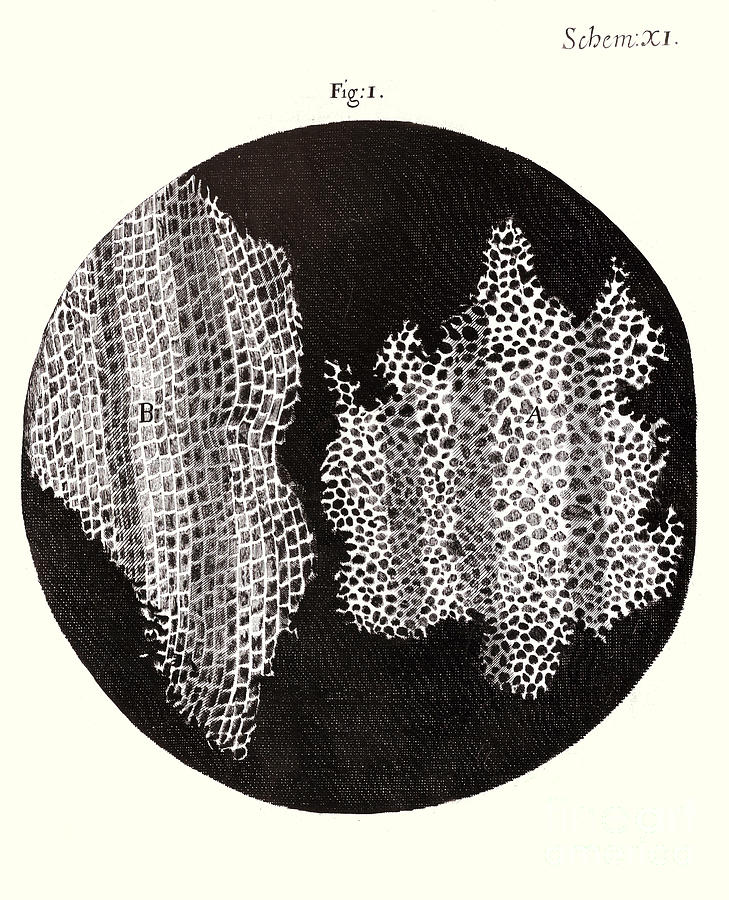 Cork Wood Cells, Hooke's Micrographia, 1665 by Science Source
