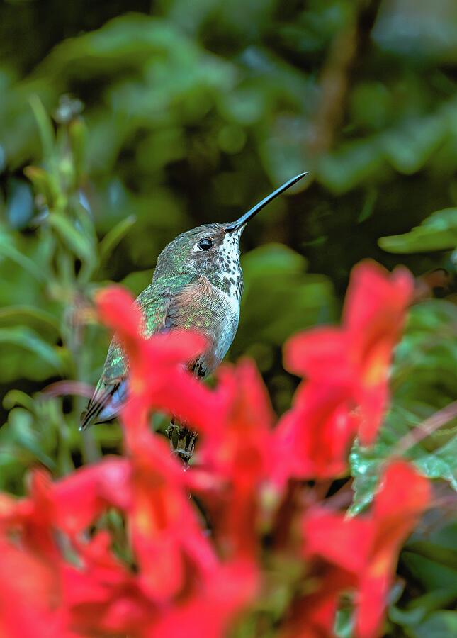 Hummingbird Among Bright Blossoms Photograph by Bruce Pritchett - Metal ...