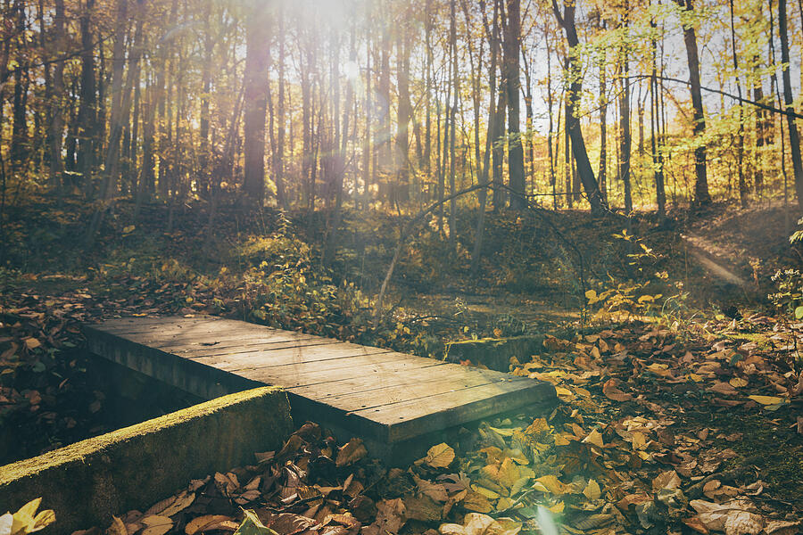 Hunsickers Grove Spring Crossing in Autumn Photograph by Jason Fink ...