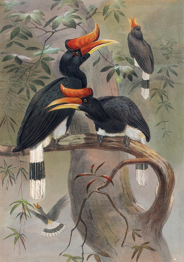 Joseph Wolf .. The Concave Casqued Hornbill Mixed Media by Bird Art ...