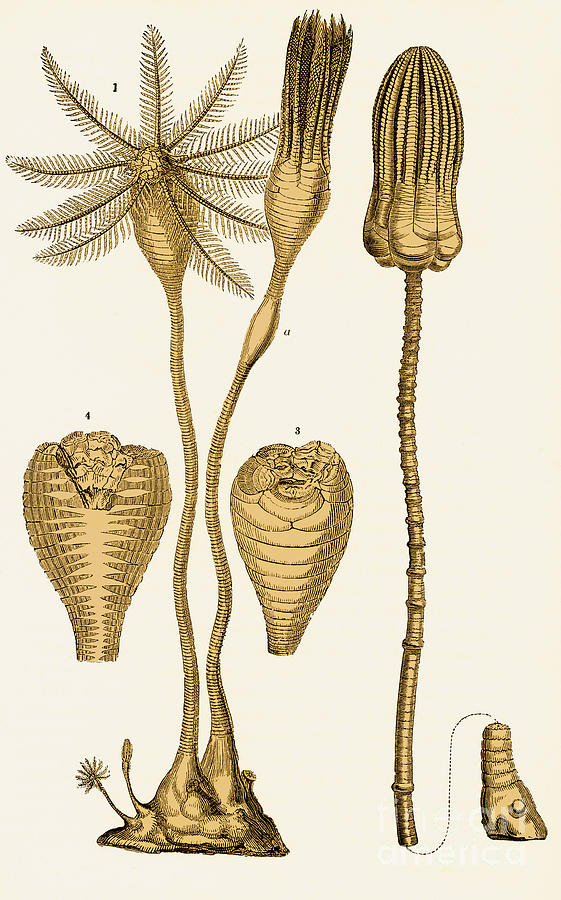 Jurassic Crinoids, Illustration by Science Source