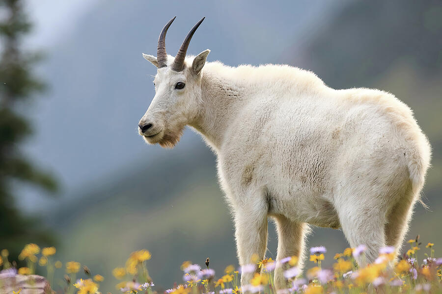 National Park - Glacier , Montana 44 Mountain Goat Photograph by Tim ...