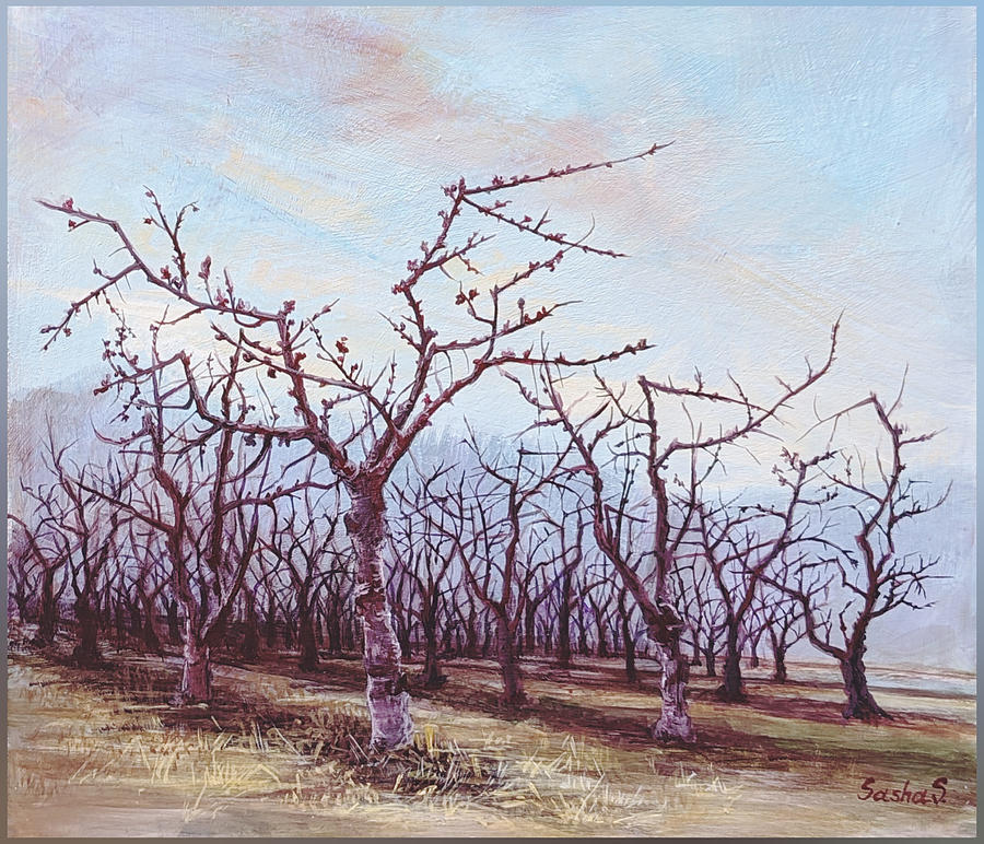 Orchards in Early Spring by Sasha S Fair