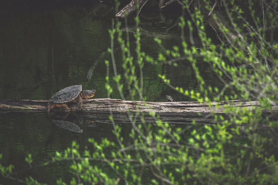 Snapping Turtle On a Log by Fur and Feathers Photography