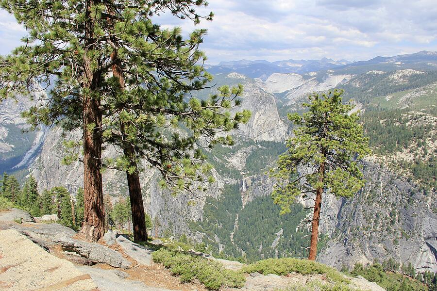 Three Pine Trees. Yosemite by Masha Batkova - Royalty Free and Rights ...
