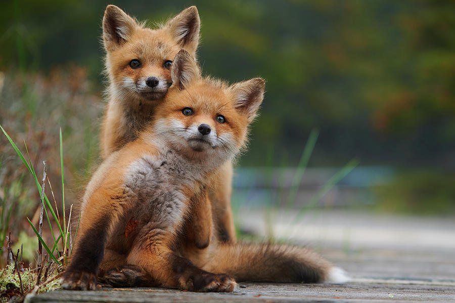 Wild Kits by Curtis Patterson - Royalty Free and Rights Managed Licenses