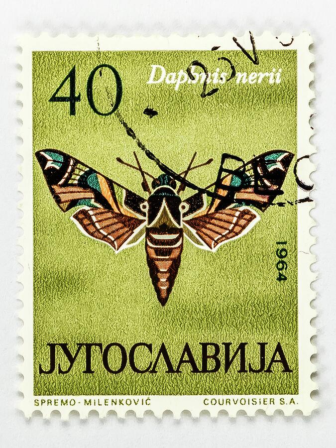 Yugoslavia Oleander Hawk Moth Daphnis Nerii Entomology Nature Vi by ...